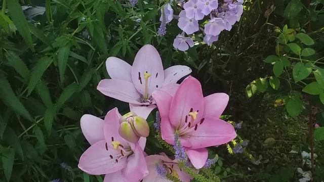 Сочетания роз. "Замечательно" и "Соседствуют"!)