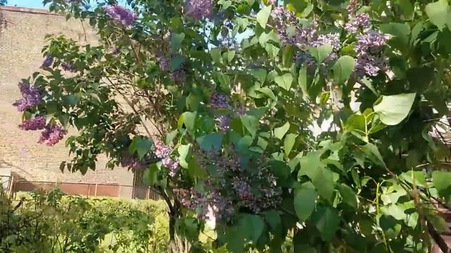 барахолка в Риге и разноцветные покупки 12.05.2024. Рената Смирнова. Рига