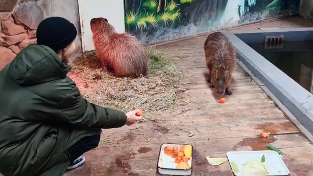 🎄 Зоопарк подарил маленькое чудо юному ростовчанину Никите Аккерманцеву!