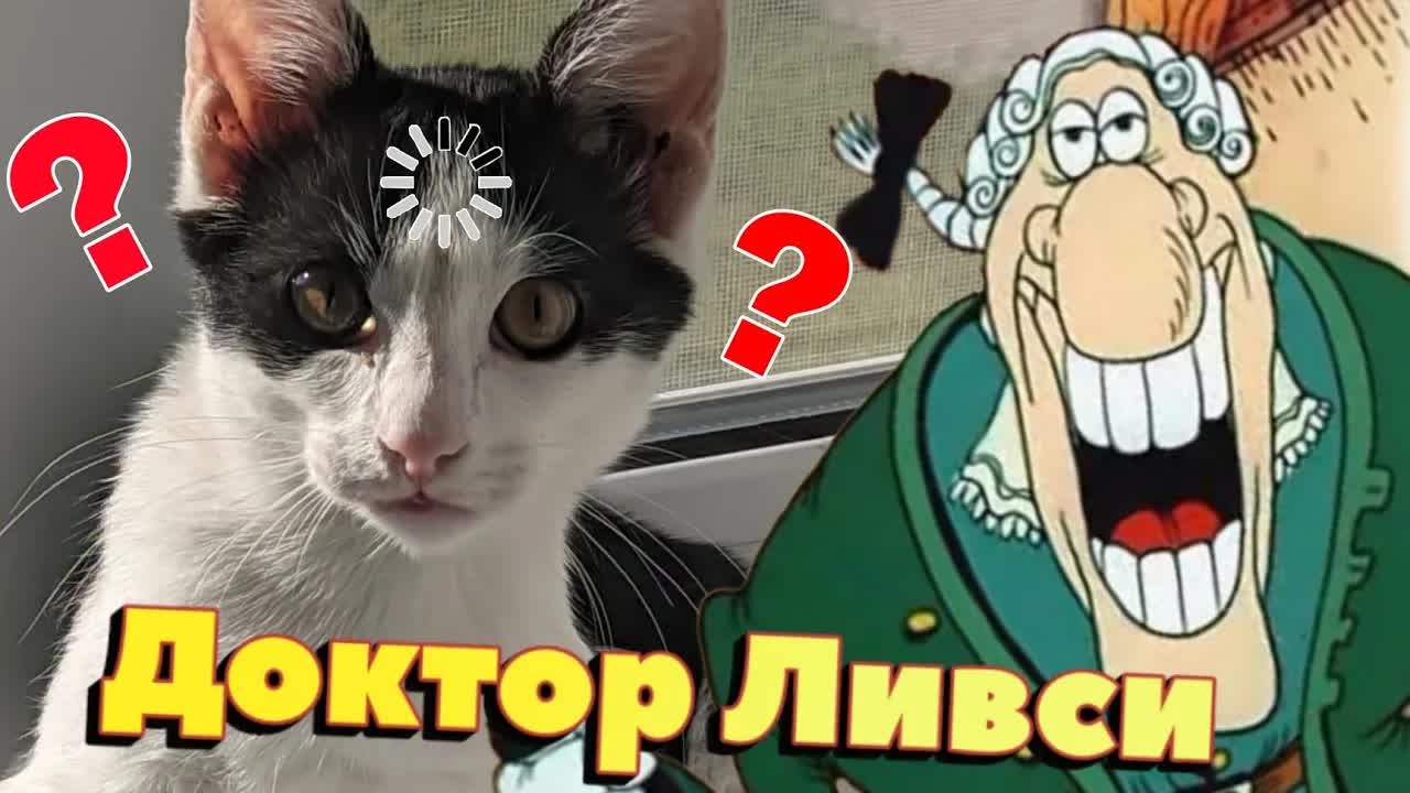 ДОКТОР ЛИВСИ ПРЕСЛЕДУЕТ МОЕГО КОТА!