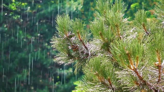 Звук лесного дождя. Звуки природы.