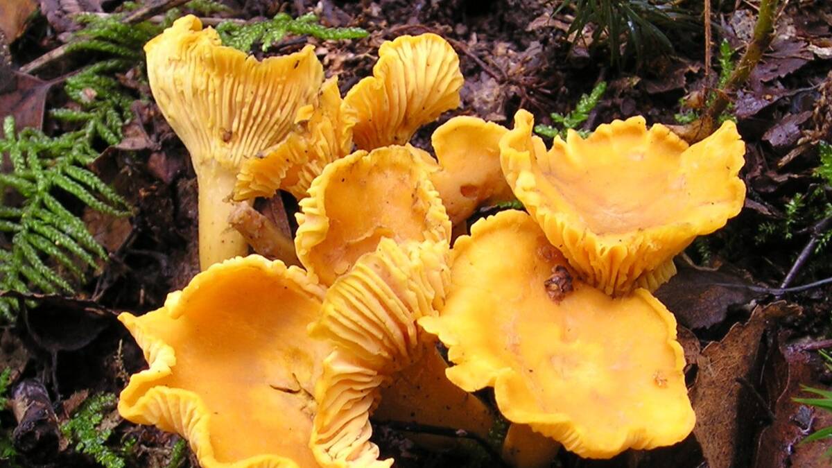 ГРИБЫ ЛИСИЧКИ В ЛЕСУ СОБИРАЮ ДАРЫ ПРИРОДЫ