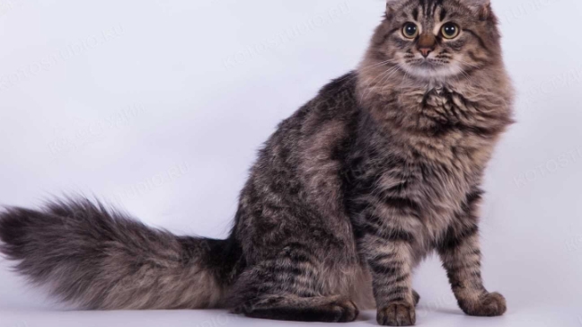 кот дворняга милая история рутина 🧸🥹