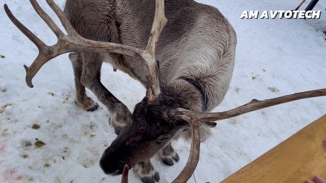 Зимний Сочи. Красная поляна. Ферма северных оленей и парк "Лес чудес".