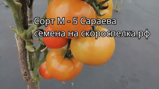 "М - 5" Сорт селекции Сараева устойчивый к весенним заморозкам Сорт выведен в СССР купить его семена