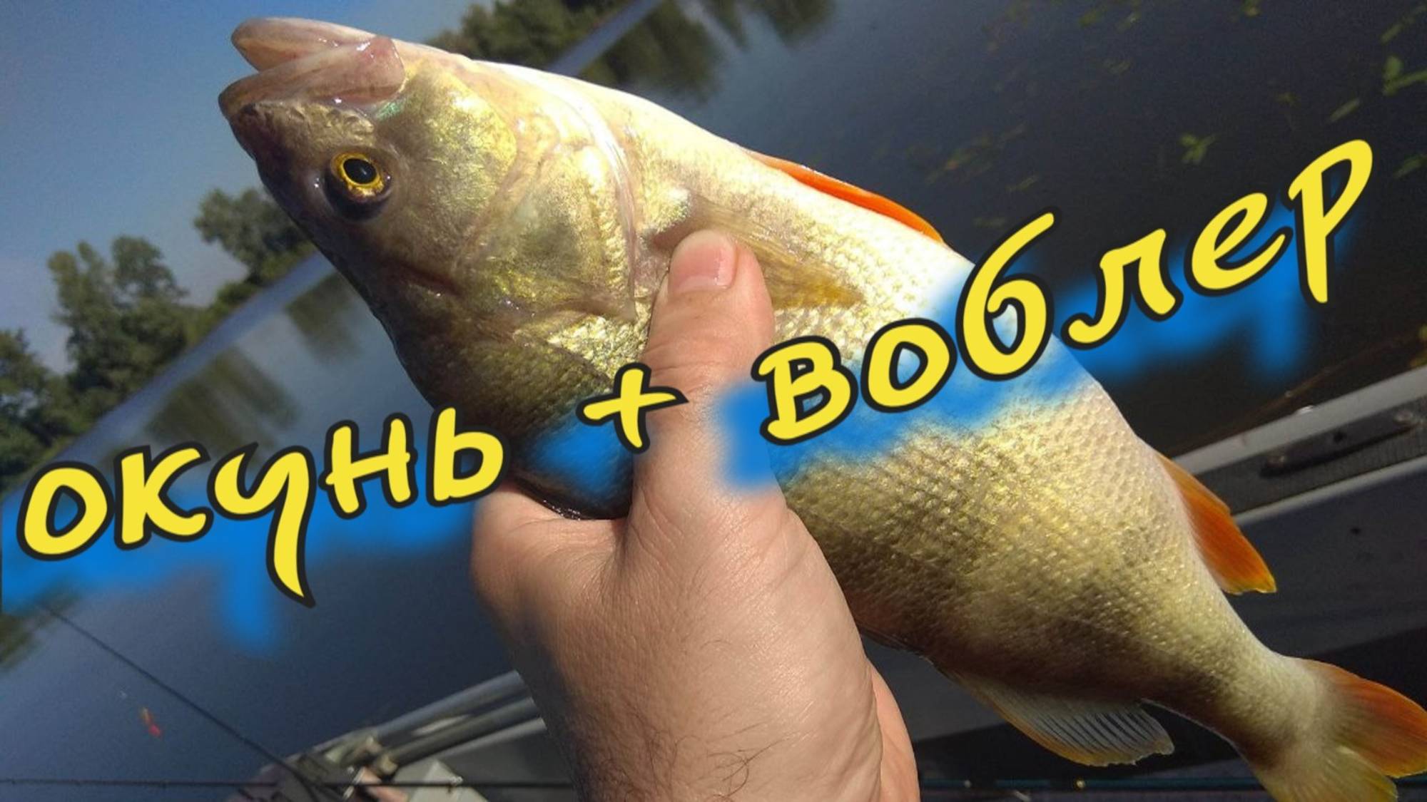 Выехал за окунем всего на пару часов: И вот что из этого получилось