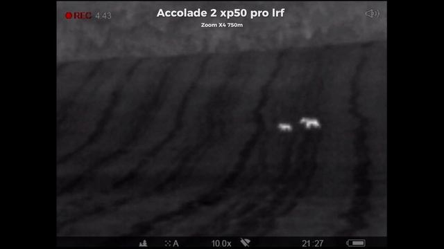 Обзор на самый дорогой бинокль от Pulsar. Сравниваем Merger LRF XL50 c Accolade 2XP50 PRO.