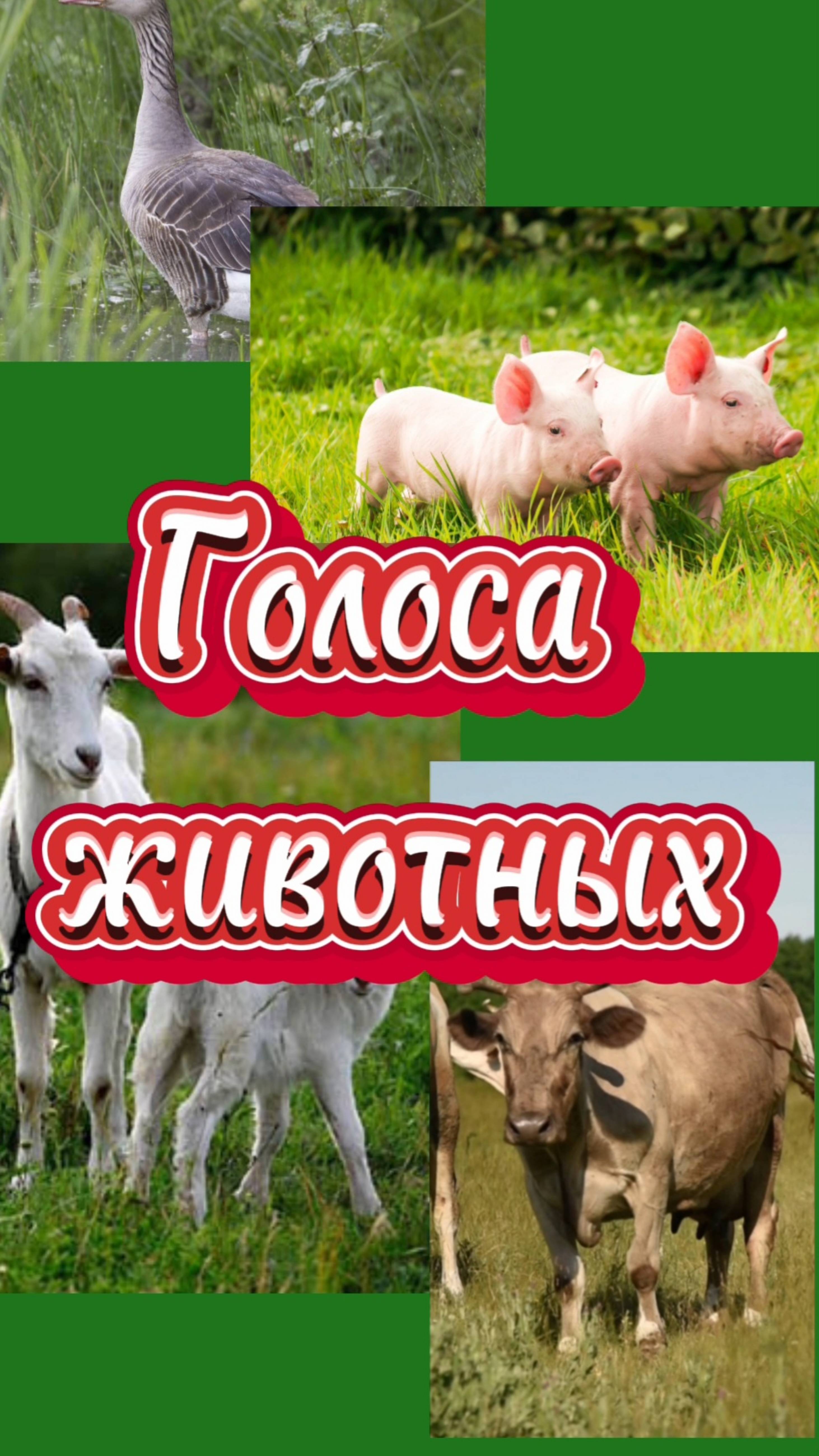 Голоса  животных