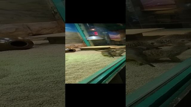 ХАРБИН СЕЗОН 4 СЕРИЯ 4