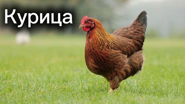 Учим домашних животных