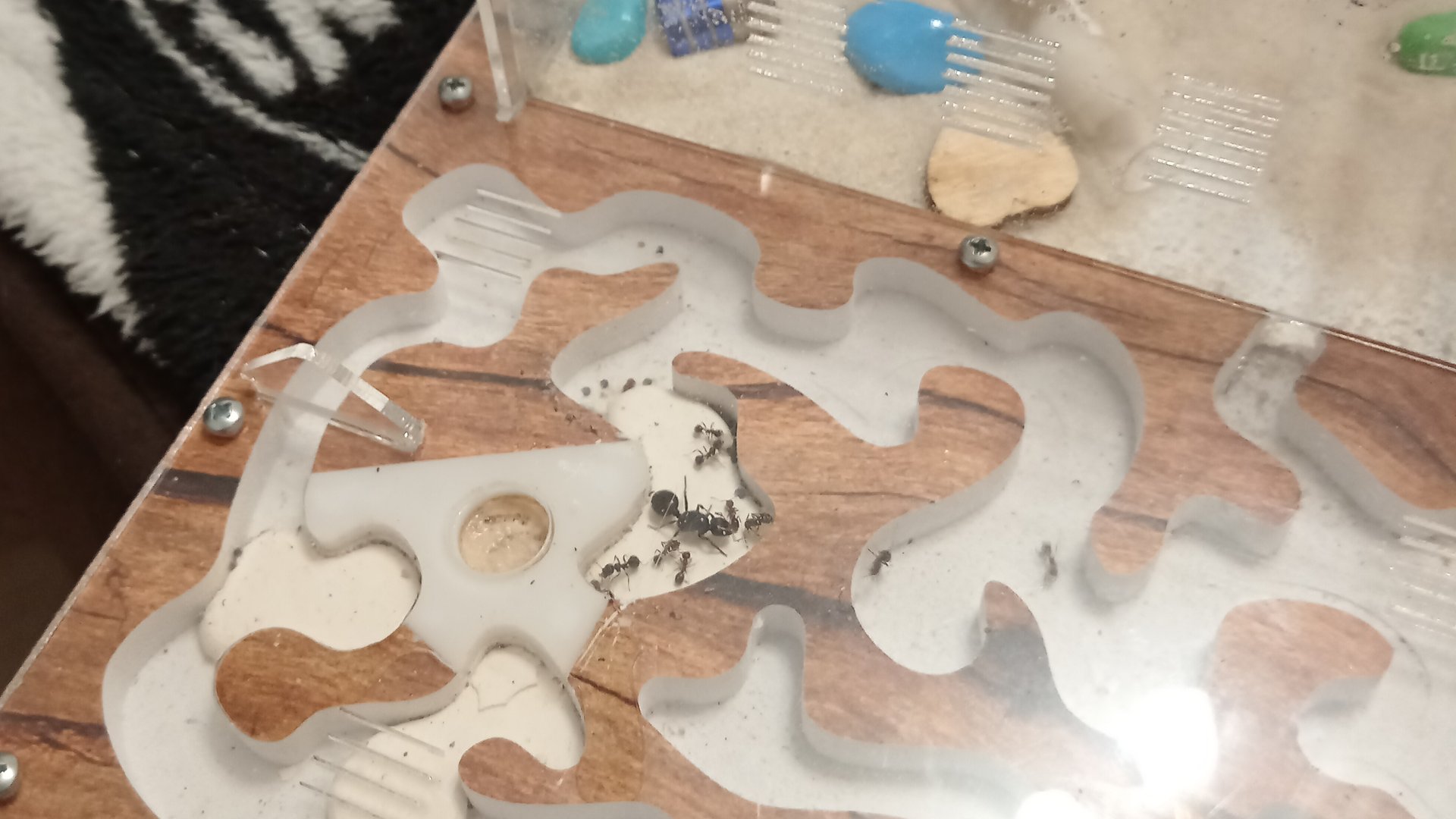 Моя Муравьиная ферма