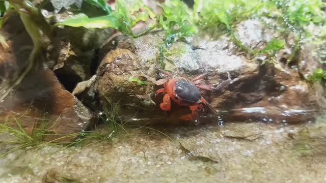 Мангровый рай