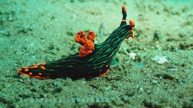 One day diving in Dauin