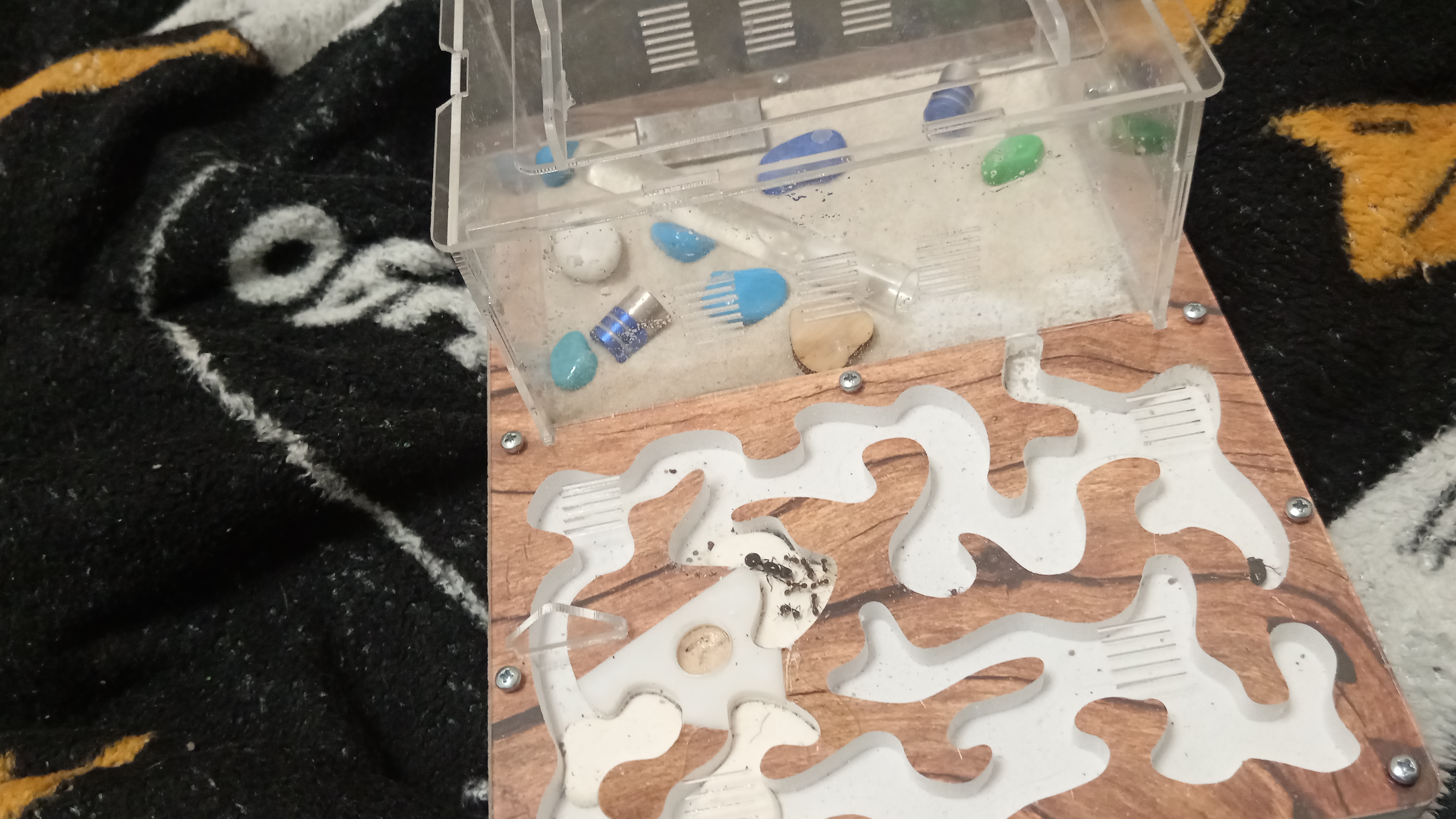 2 обзор на муравьиную ферму