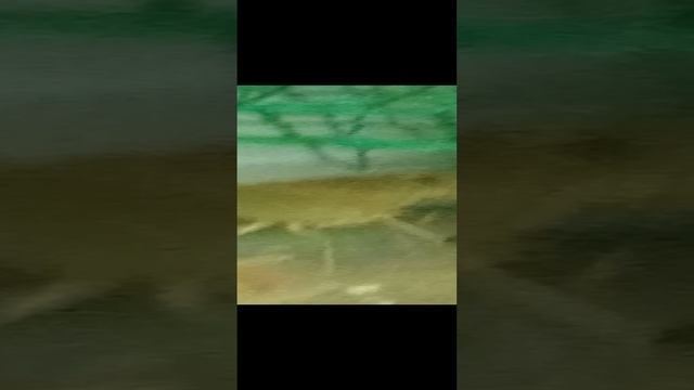 Пара креветок в процессе размножения.