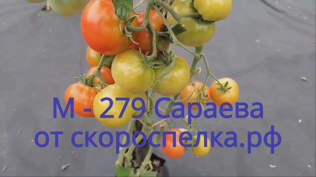 Томат "М - 279". Семена старого, редкого сорта томата, из СССР  селекции Сараева. Выносит заморозки.