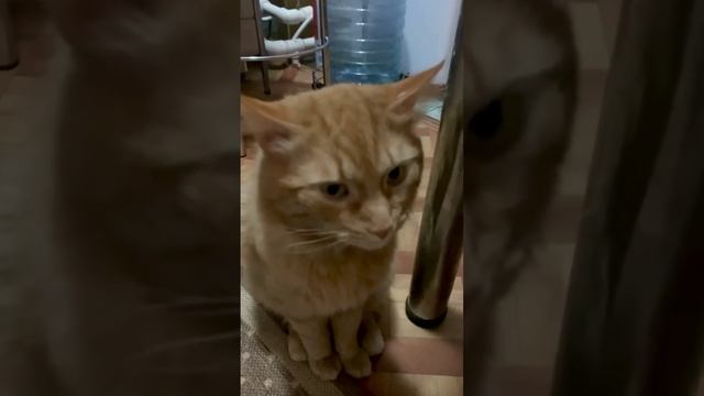 Видишь суслика_ 😃