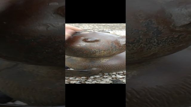 Новороссийский петушок