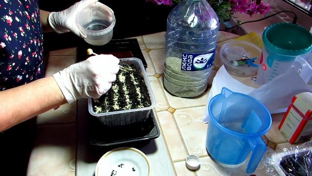 Сеем Лук -  порей