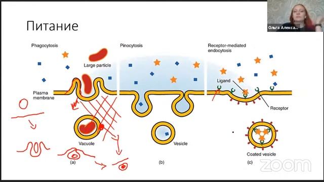 1 урок: Возникновение жизни. Современная систематика эукариот: Amebozoa, Rhizaria. Зоология беспозв.
