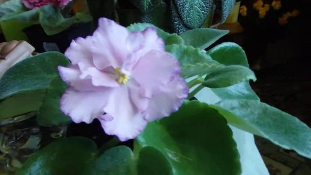 растем и пахнем - новые цветочки. Рената Смирнова. Рига.