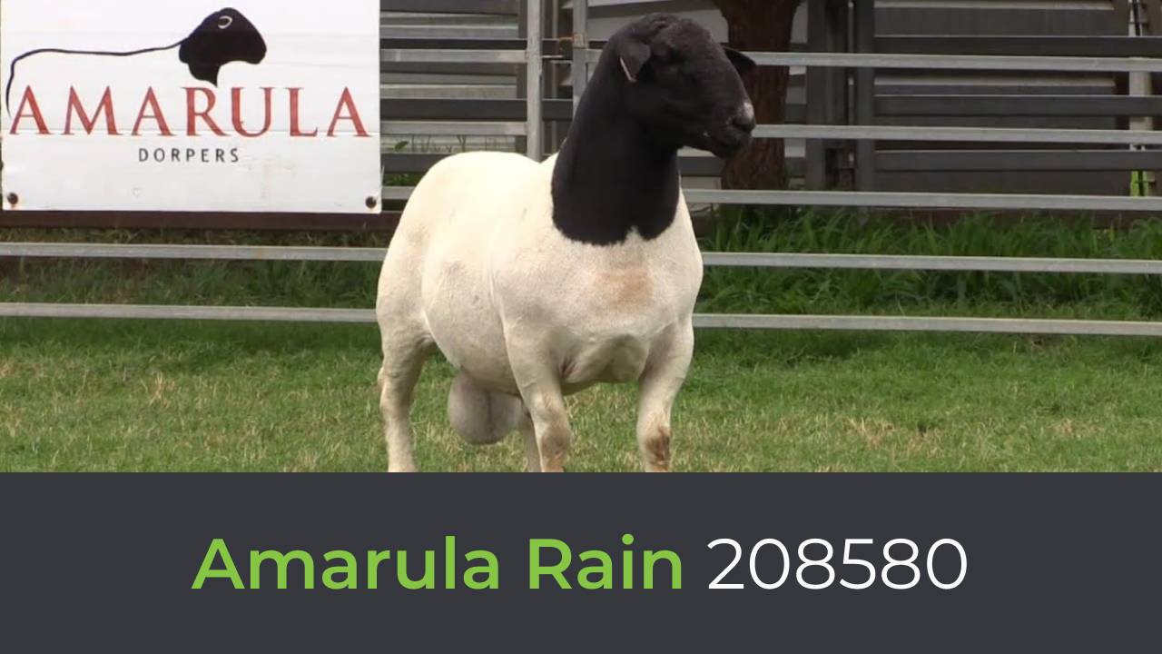 Дорпер Amarula Rain 208580