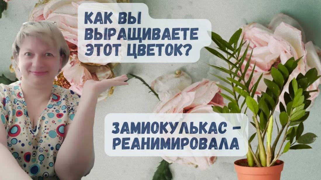 УСПЕШНАЯ РЕАНИМАЦИЯ ЗАМИОКУЛЬКАСА | Замиокулькас к чему приводит частый полив Реанимация