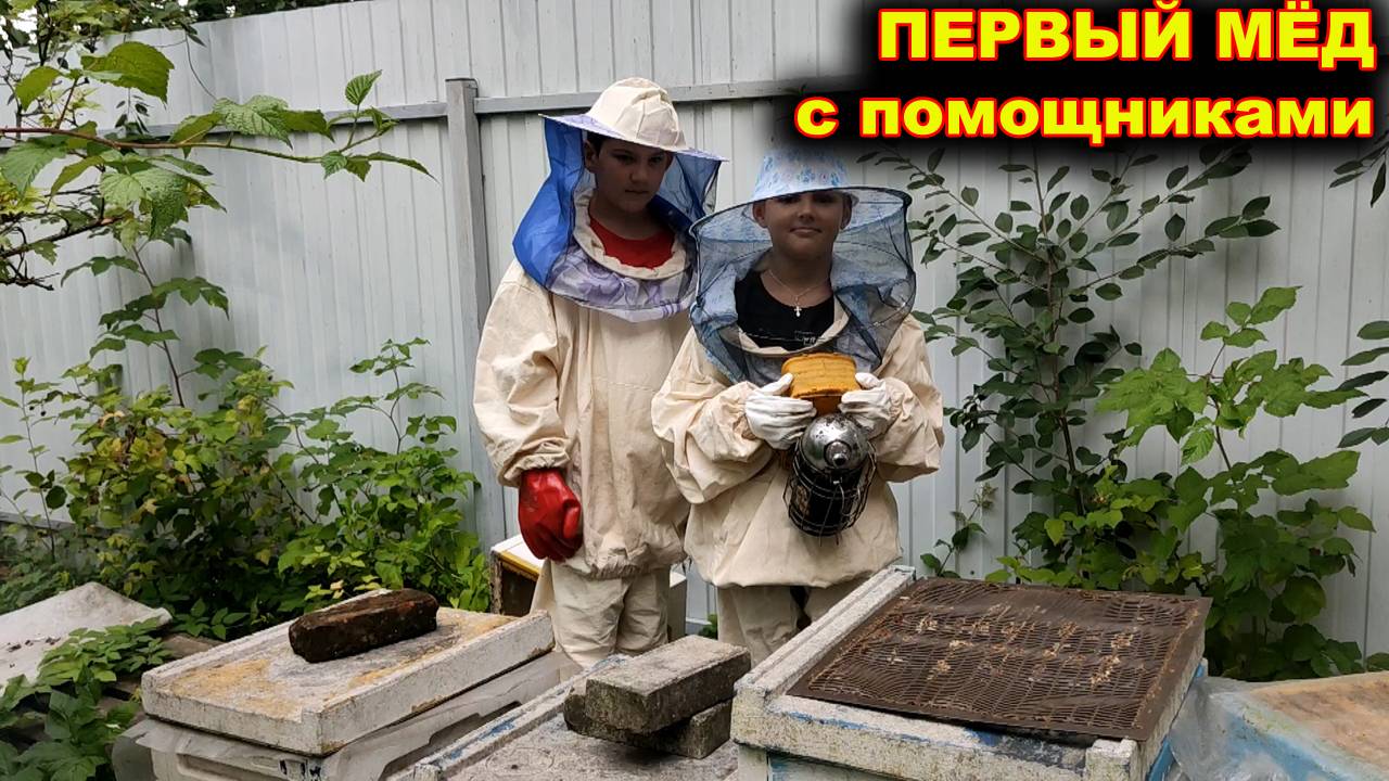 Первый мёд в сезоне. Отбираю с помощниками.