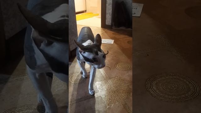 КОТ СХОДИТ С УМА ОТ СЕРЕНЫ///КАРАНТИН 2020