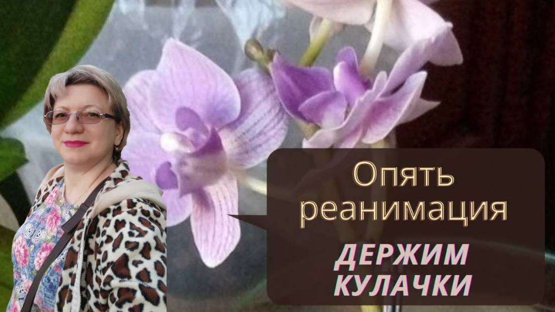 РЕАНИМАЦИЯ ОРХИДЕИ В МОХ СФАГНУМЕ | Реанимация без обработки препаратами