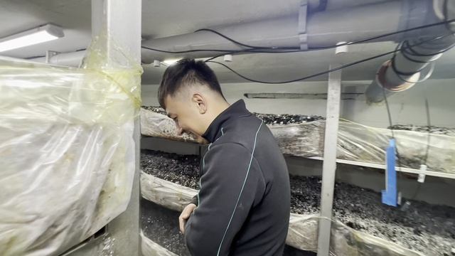 БИЗНЕС У КИРИЛЛА В ТАШКЕНТЕ / ПОДВАЛ ПРИНОСИТ ПРИБЫЛЬ / ГРИБЫ ШАМПИНЬОНЫ