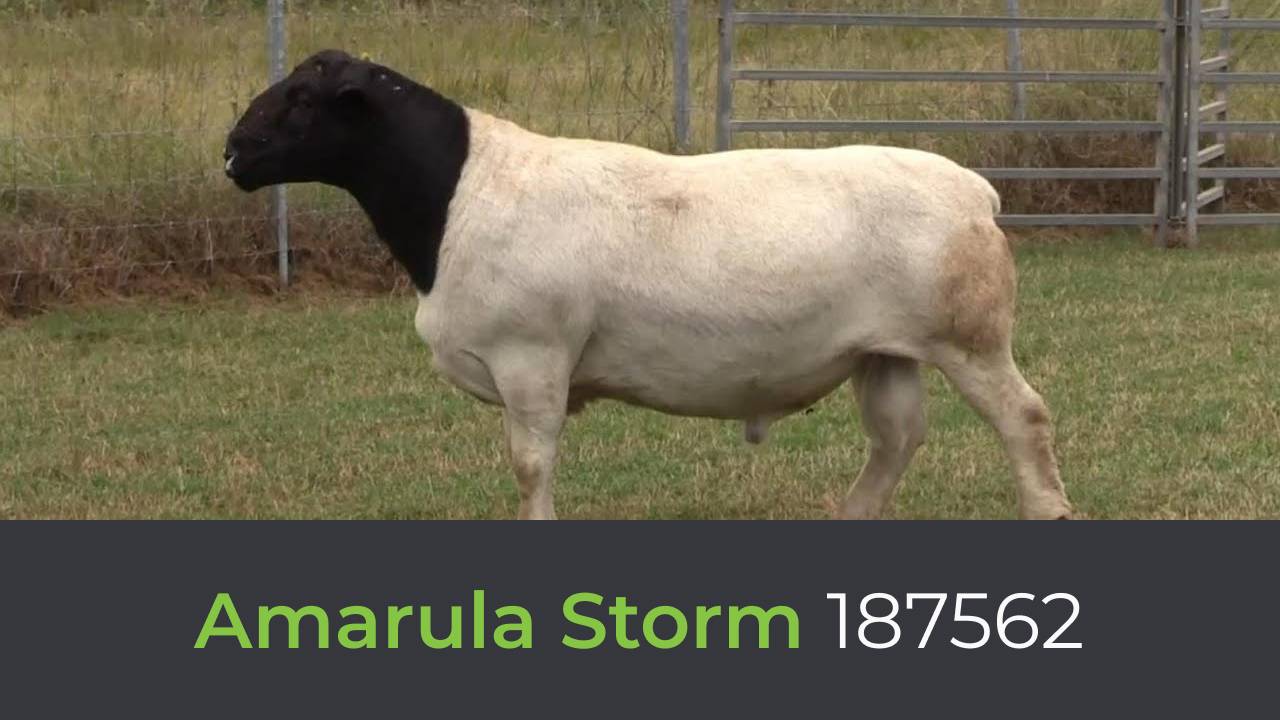 Дорпер Amarula Storm 187562
