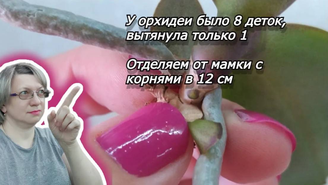ДЕТКА НА ЦВЕТОНОСЕ | Как отделить детку орхидеи с цветоноса