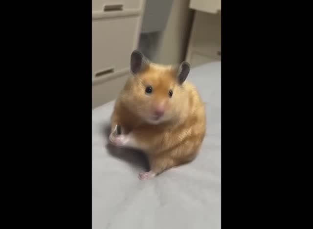 ВИДЕОЗАЛИПАЛКА животные _20