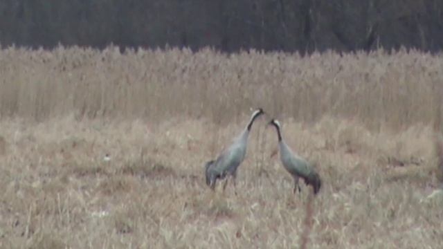 Травяная лягушка 7 Зима в марте
