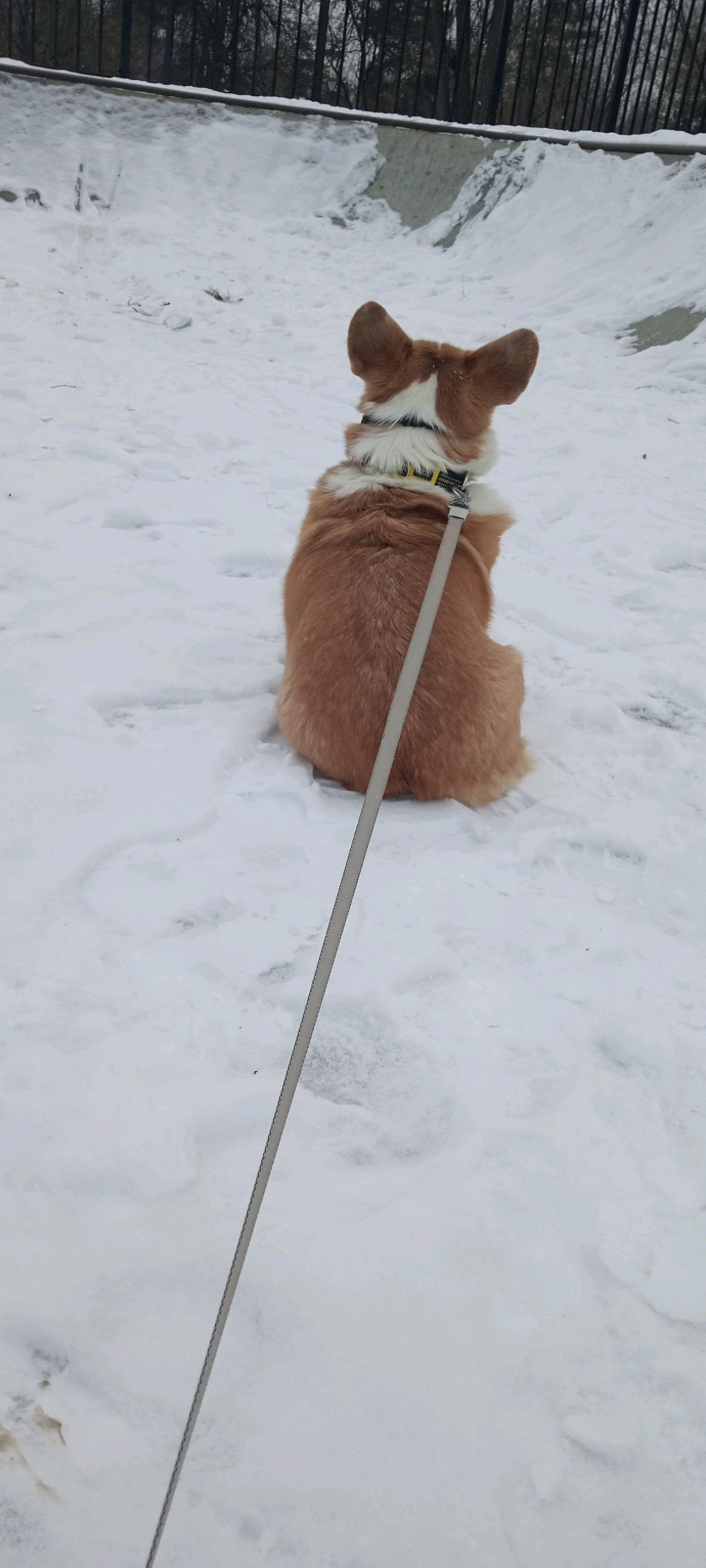 трансляция в парке