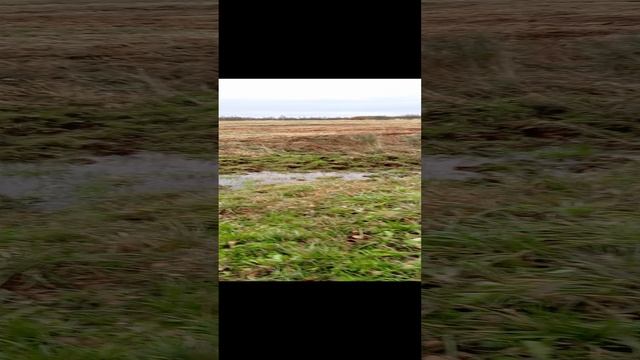 Бородино часть 9