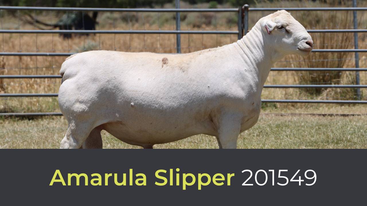 Дорпер Amarula Slipper 201549