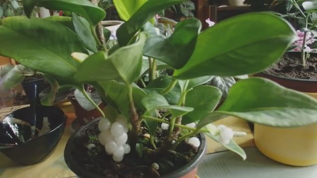 покупки растений из ботанического сада. Рената Смирнова. Рига