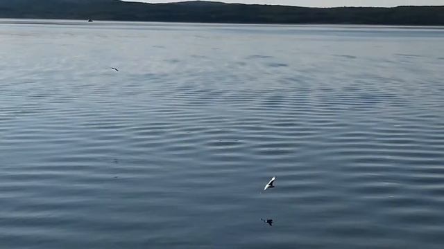 Кольский залив Природа Релакс