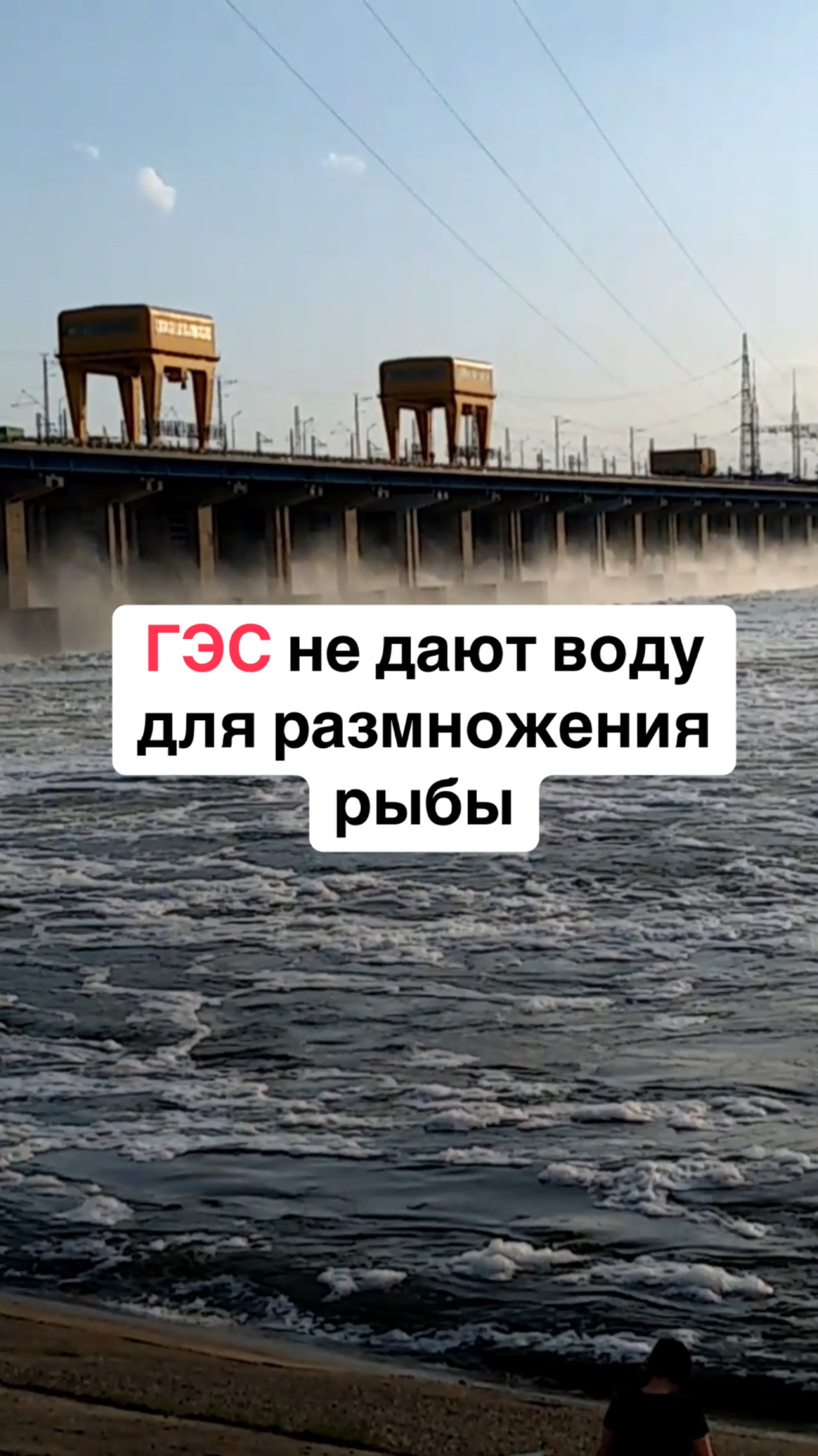 ГЭС не дает воду для размножения рыбы