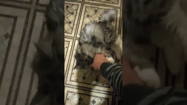 Нежности от Скифы