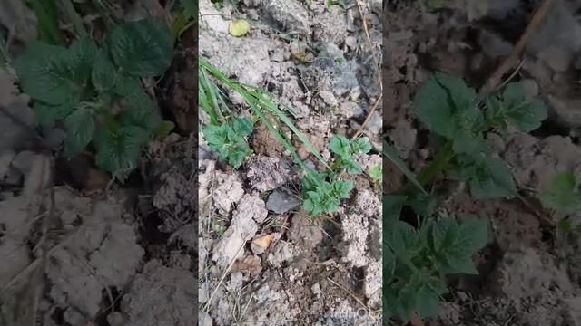 МОЙ ПЕРВЫЙ КАРТОФЕЛЬ ДАЛ ВСХОДЫ