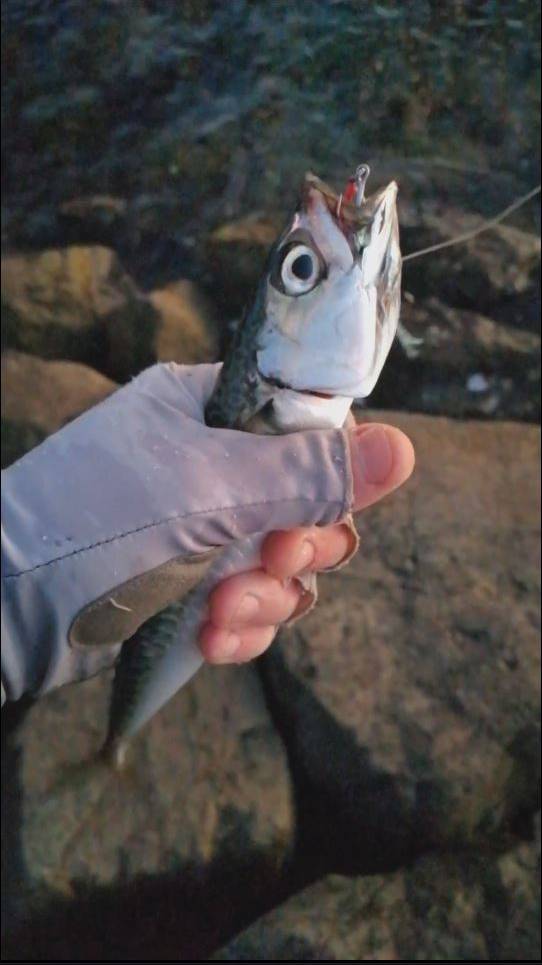 Скумбрия Владивосток