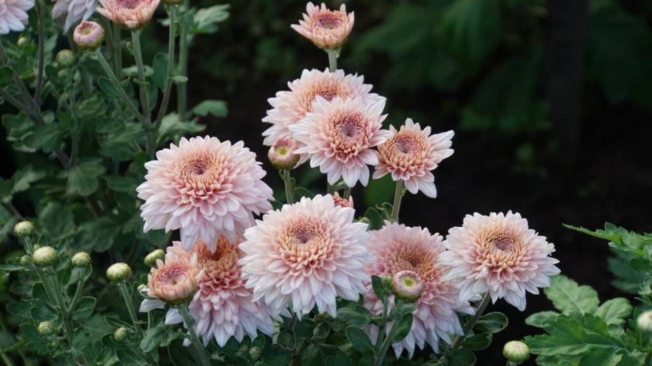 №81 Корейская хризантема ГОМПИ ПИНК