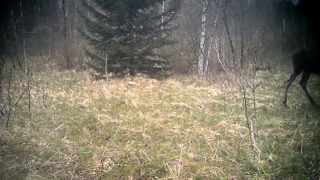 Норы на опушке Горки