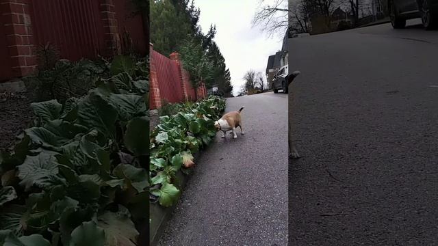 #польский_язык 📚✍️❤️ #Скороговорка_с_переводом_и_произношением🐕_#шорт