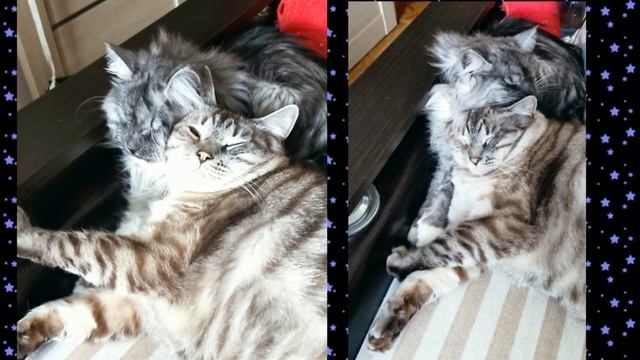 В царстве сна