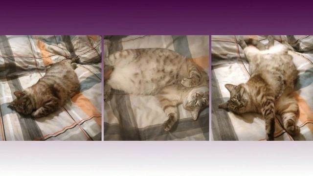 Наш котик Оман. 3 года дома.