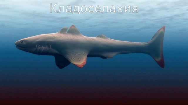 Акулы для детей (26 видов акул)| Виды акулы | изучаем акул |